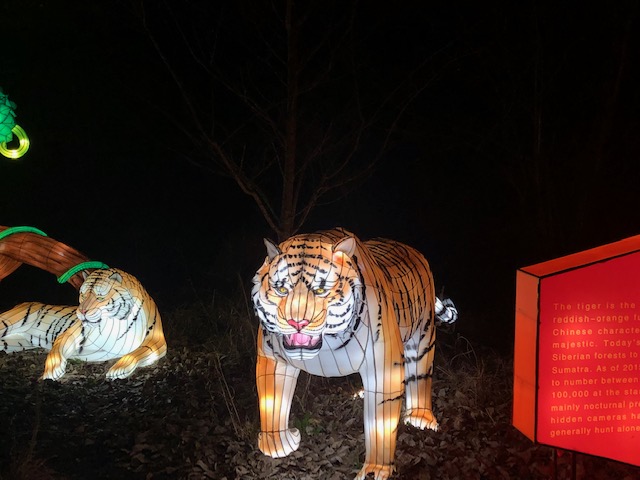 A Festival of Lights That Make You Want to Hop a Flight to China ...